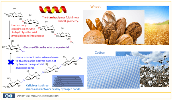 Starch and Cellulose: How Stereochemistry Brings Such Different ...