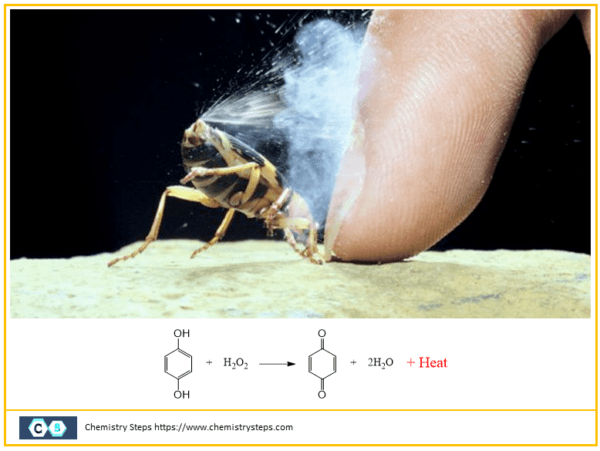 The Chemistry Behind Bombardier Beetle’s Spray - Chemistry Steps